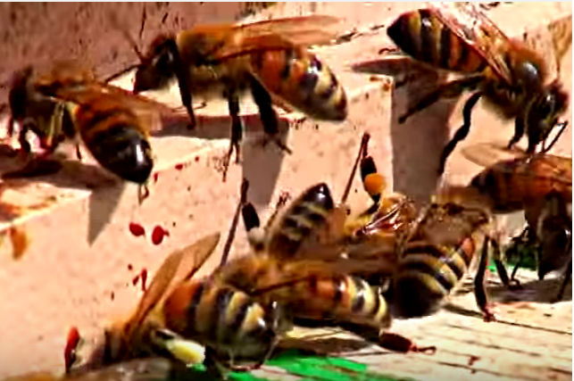 The dreaded global warming “bee-pocalypse” that wasn’t