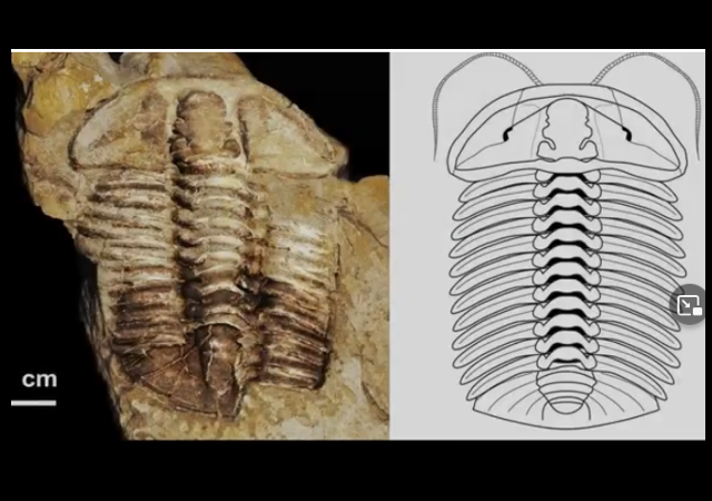 Paleontologists Find Huge 500-million-year-old Fossil Species in ...