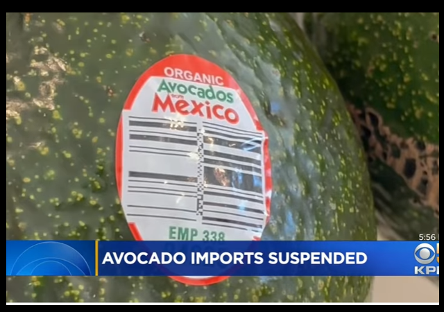 Avocado Crisis Looms as Prices Escalate and Supply from Mexico May Be Cut