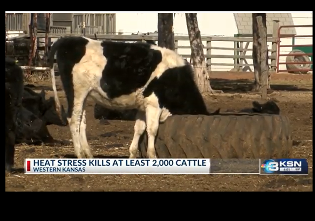 Thousands of Cows are Killed by Extreme Heat in Kansas