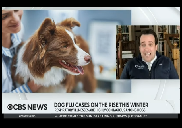 Dog Flu Cases Surge as Veterinarians Urge Vaccinations