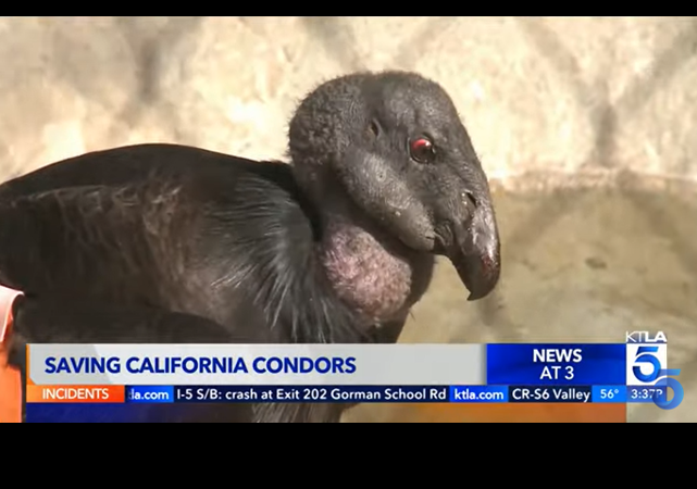 Bird Flu Is Killing Critically Endangered California Condors