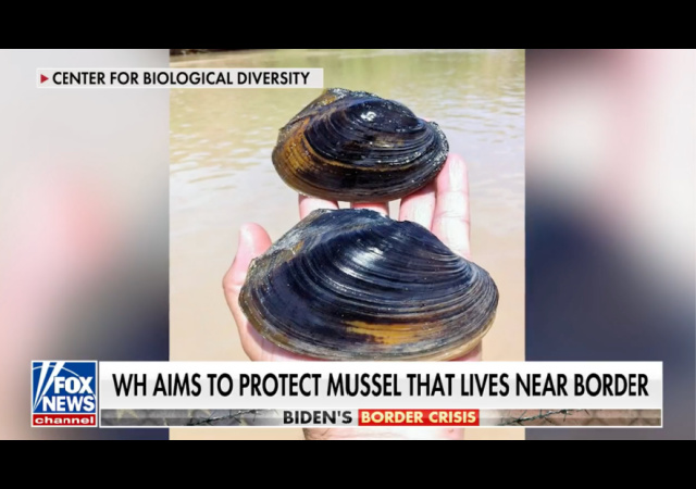 House GOP Asks Biden Admin About Classifying Mussels as Endangered That ...