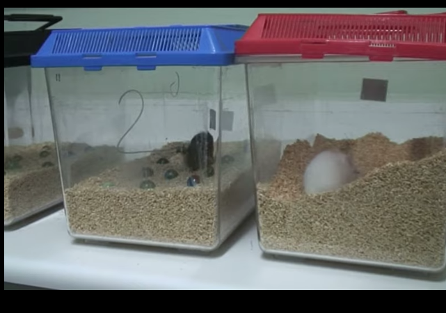 UC San Diego Receives NIH Funding for Transgender Mice Experiment