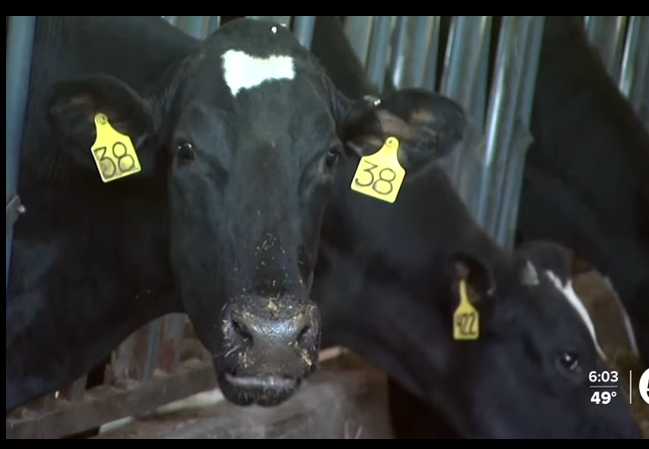 Cowdemic: Cattle Infected with ‘Super Bird Flu’ Now Detected in 6 States