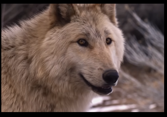 Latest in European Farmers Protests: Swiss Ranchers Dumping Dead Sheep ...