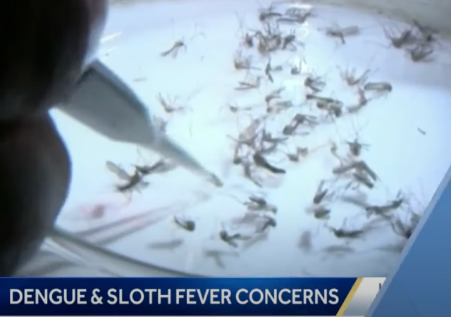 U.S. and Europe Issue Warnings Over Imported Cases of ‘Sloth Fever’