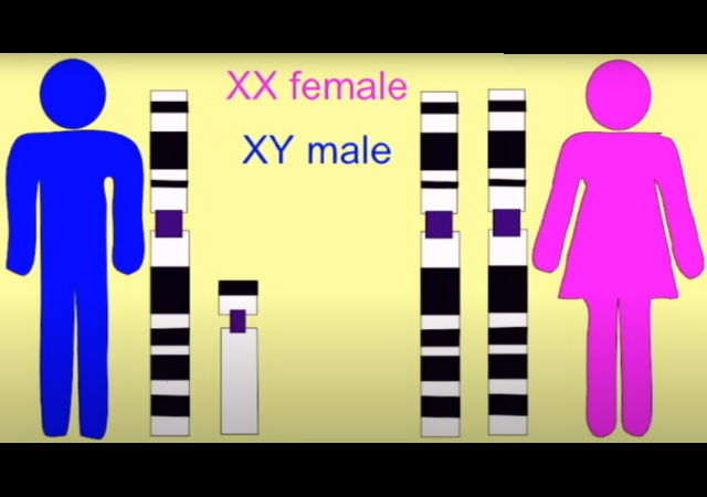 HHS Updates Guidance Recognizing Two Sexes: Male and Female