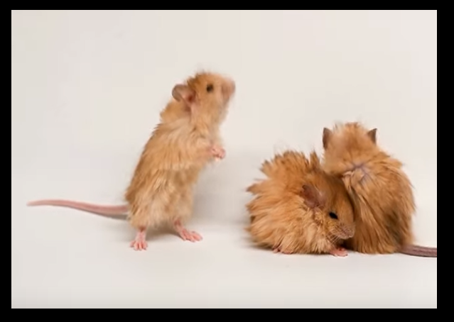 Scientists Create Adorable New Mouse Breed by Altering Genes to Produce ...
