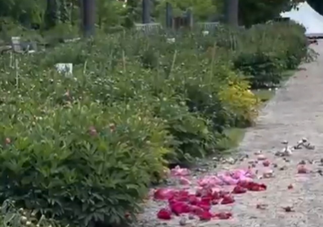 Anti-Israel Protesters Destroy Hundreds of Flowers at U. Michigan Garden